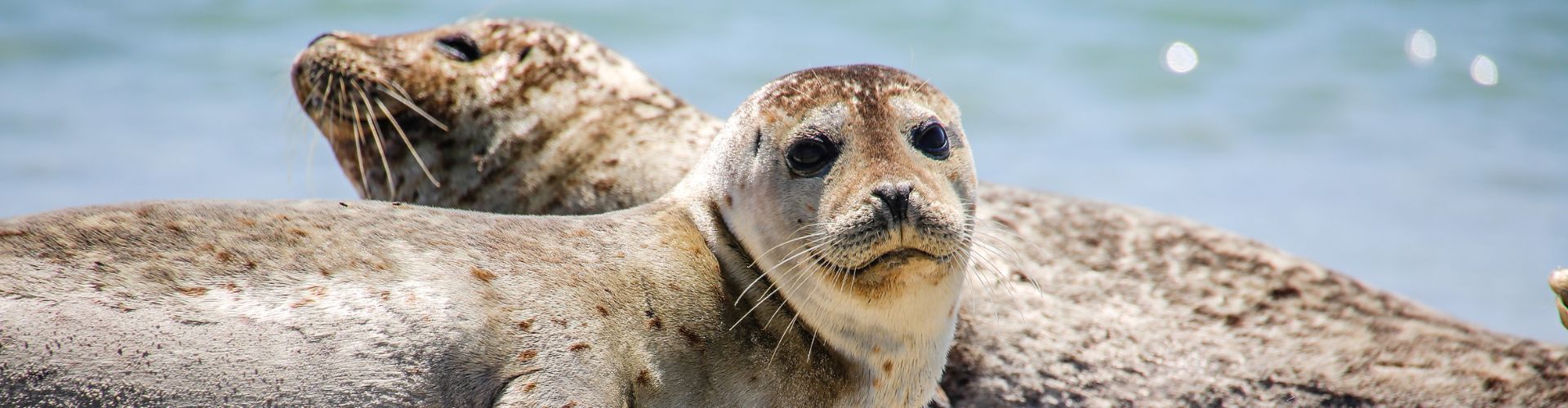 Schiffsausflüge ab Tönning: Seehund-Touren auf der Eider • Adler-Schiffe